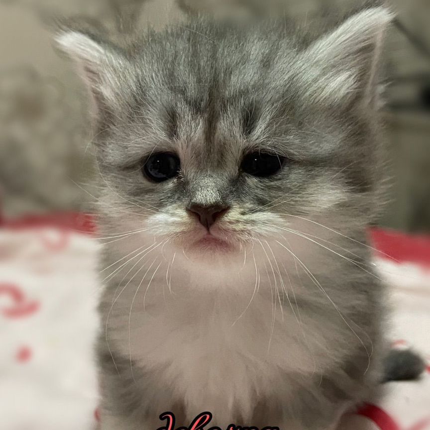 Котята невская москарандная