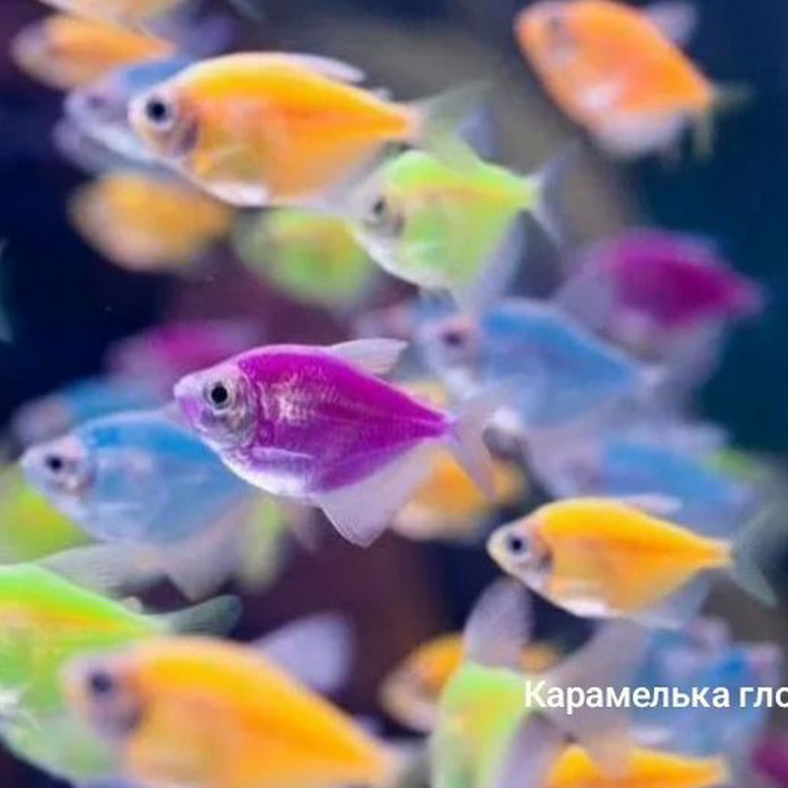 Карамелька гло фиш