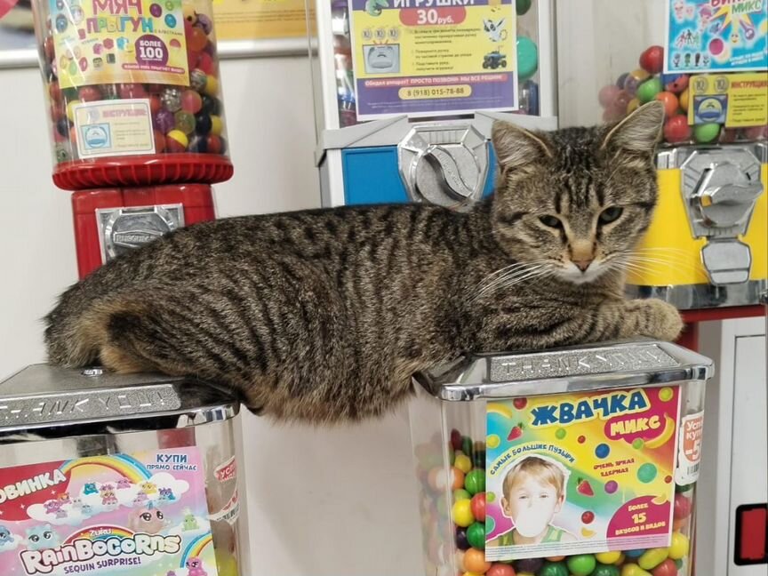 Кот Барсик ищет дом