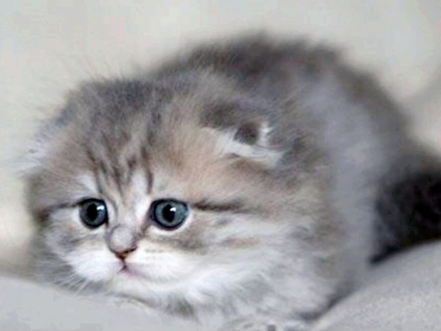 Вислоухие Мишки) Хайденд-фолд