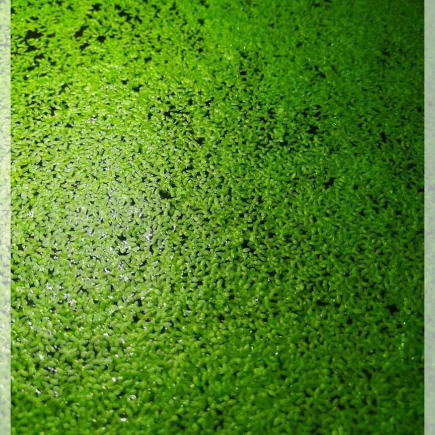 Ряска для аквариума