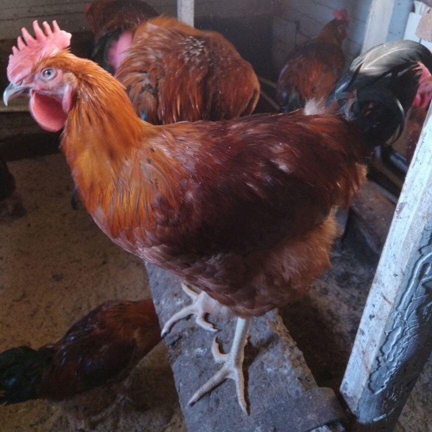 Петухи Кучинская юбилейная