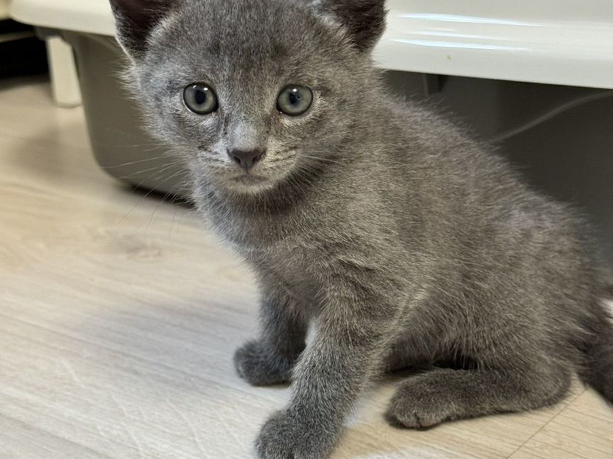 Котенок шотландский метис 2 месяца