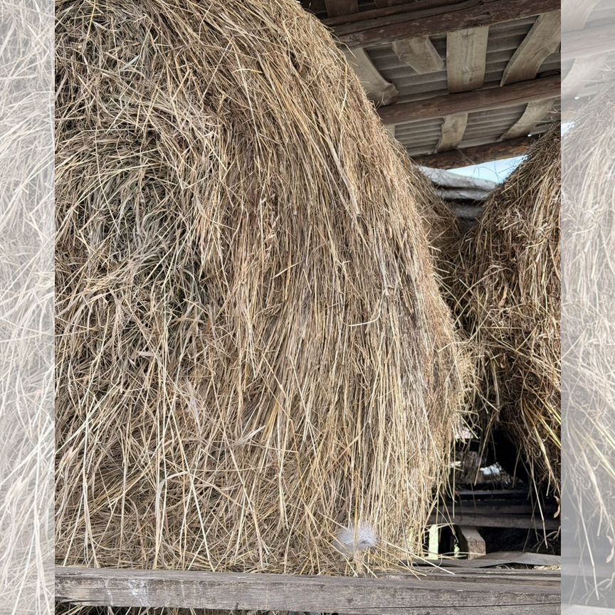 Сено в рулонах