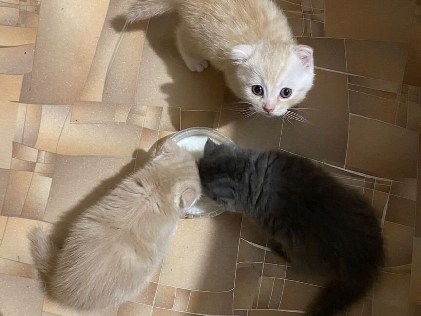 Вислоухие котята