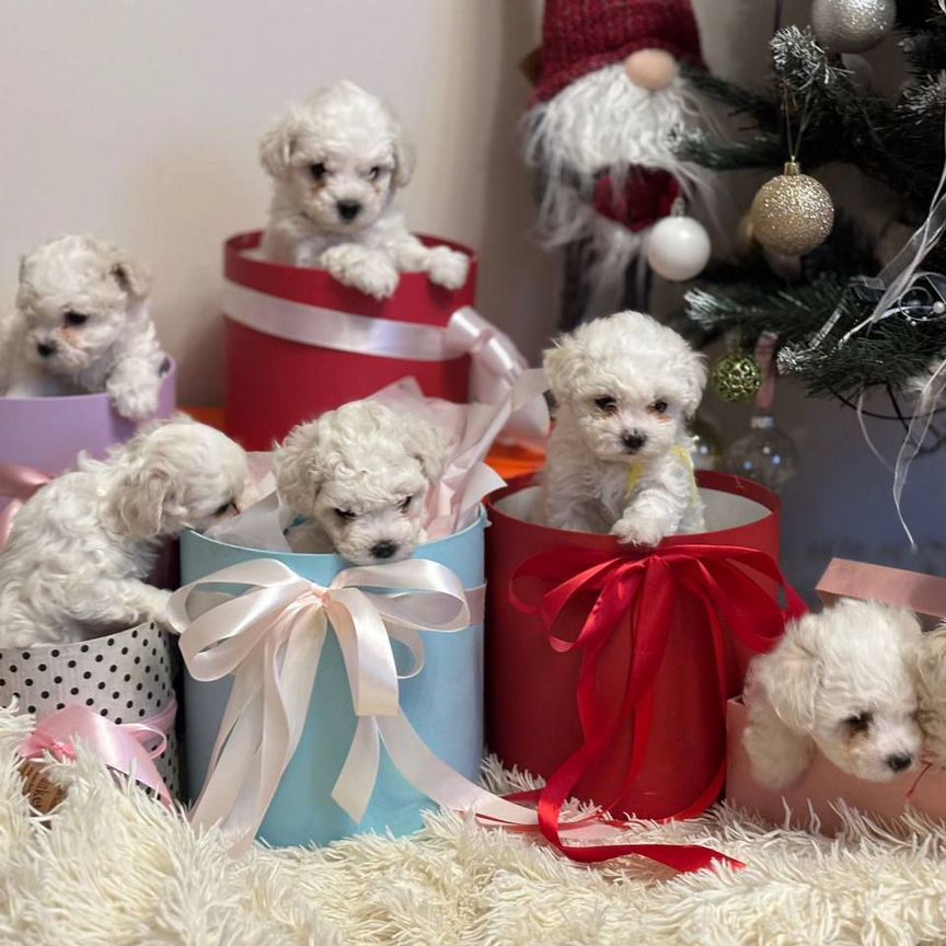 Щенки бишон фризе