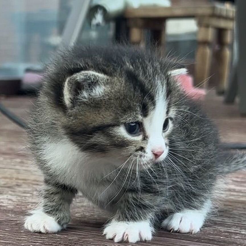 Котята