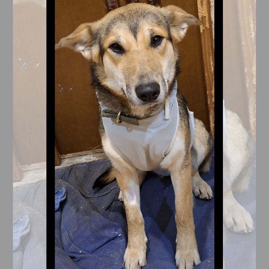 Взрослая собака в добрые руки