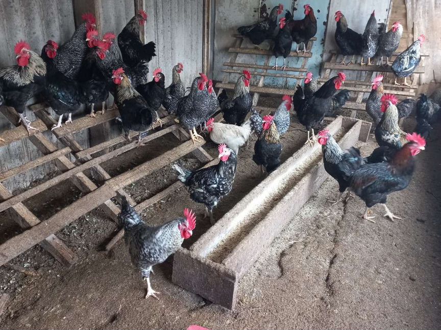 Петушки