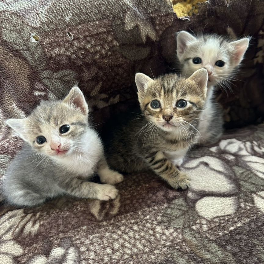 Котята в добрые руки