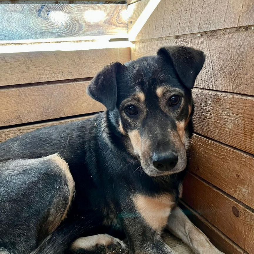 Узница приюта-робкая собачка Тоня