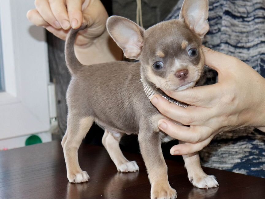 Алекс. Лиловый чихуa c видео и доставкoй