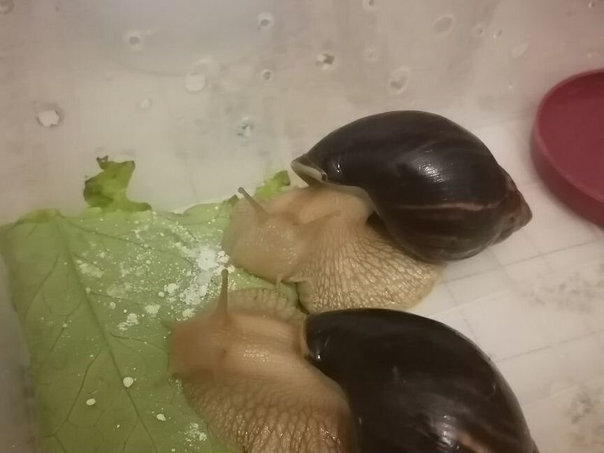 Улитки ахатины ретикулята большие с контейнером