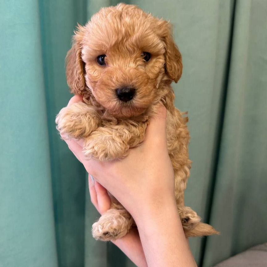 Той-пудель, щенок