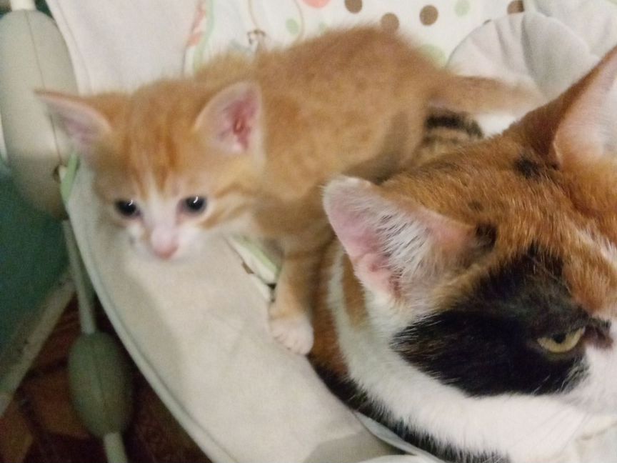 Кошки в добрые руки бесплатно