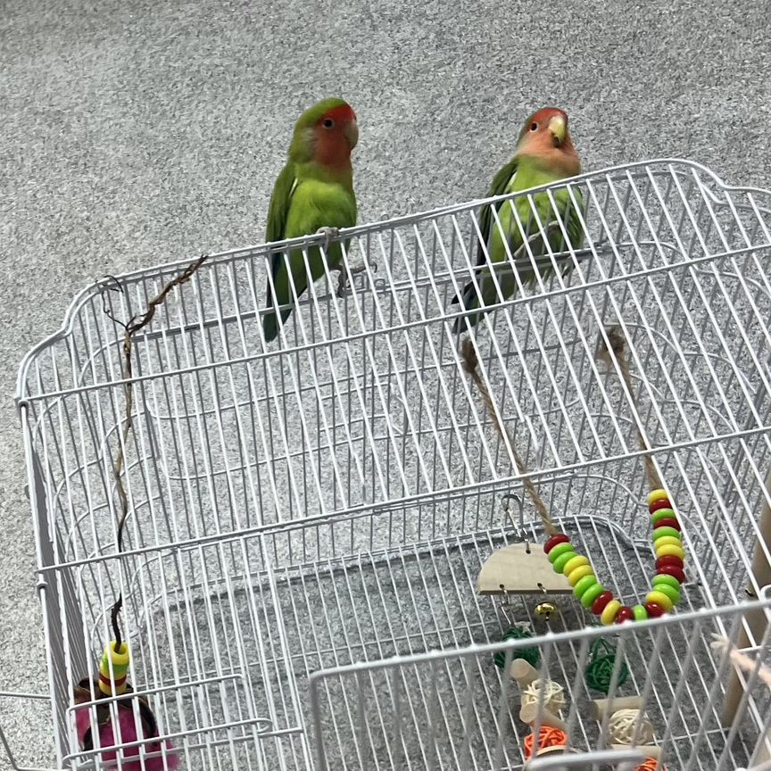 Попугай неразлучники с клеткой