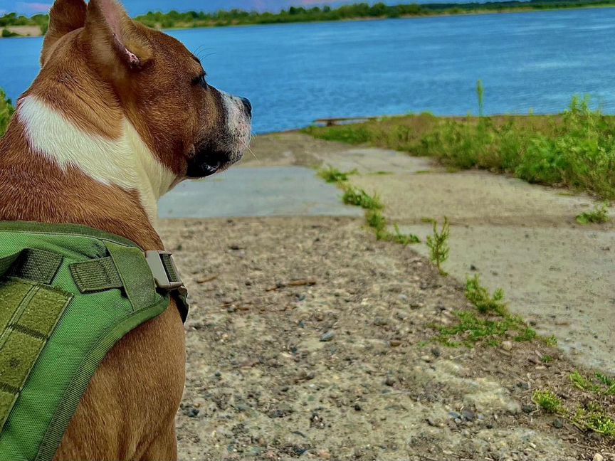 Вязка стаффордширский терьер