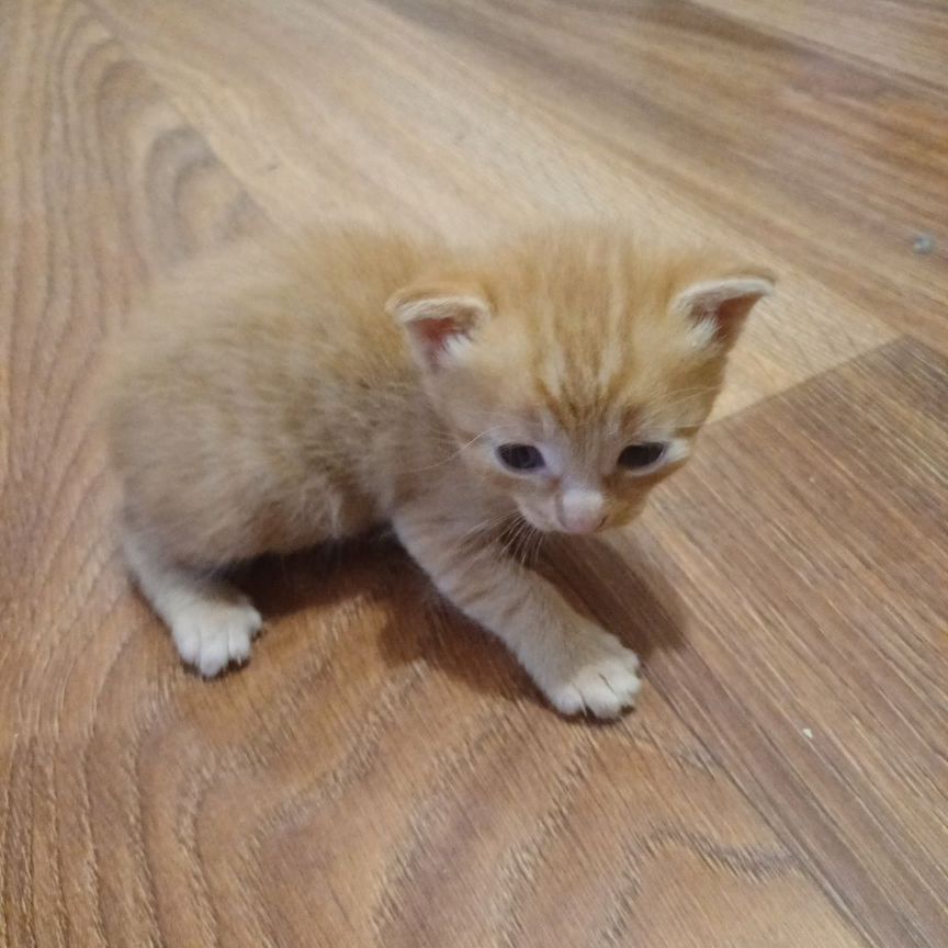 Котятки в добрые руки