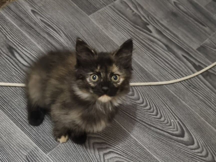 Котенок в добрые руки