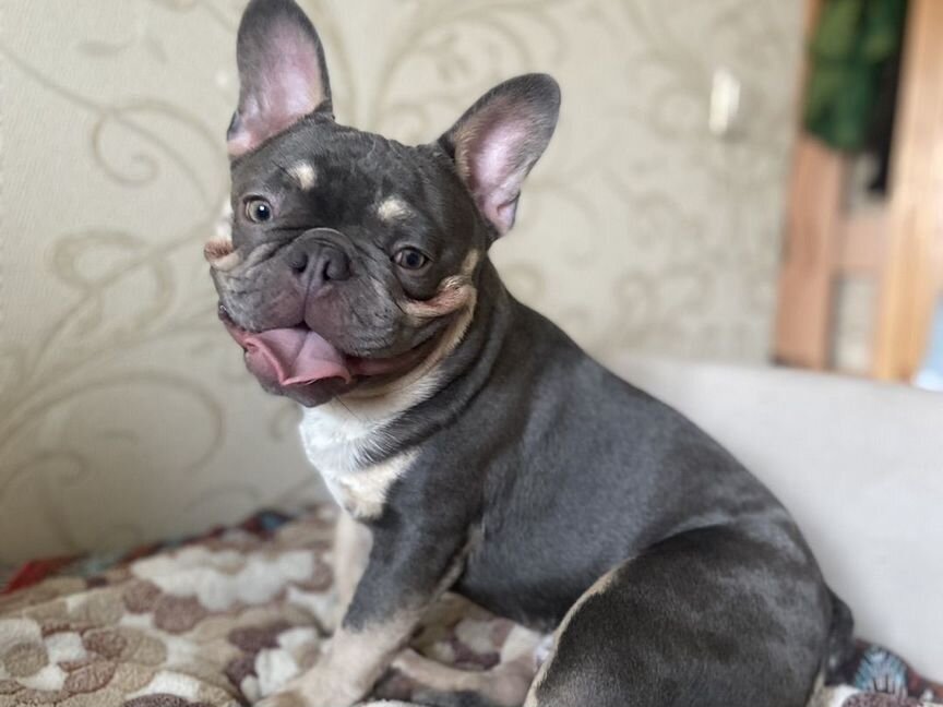 Французский бульдог лилового окраса
