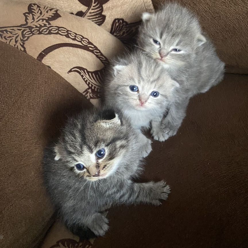 Шотландские вислоухие котята