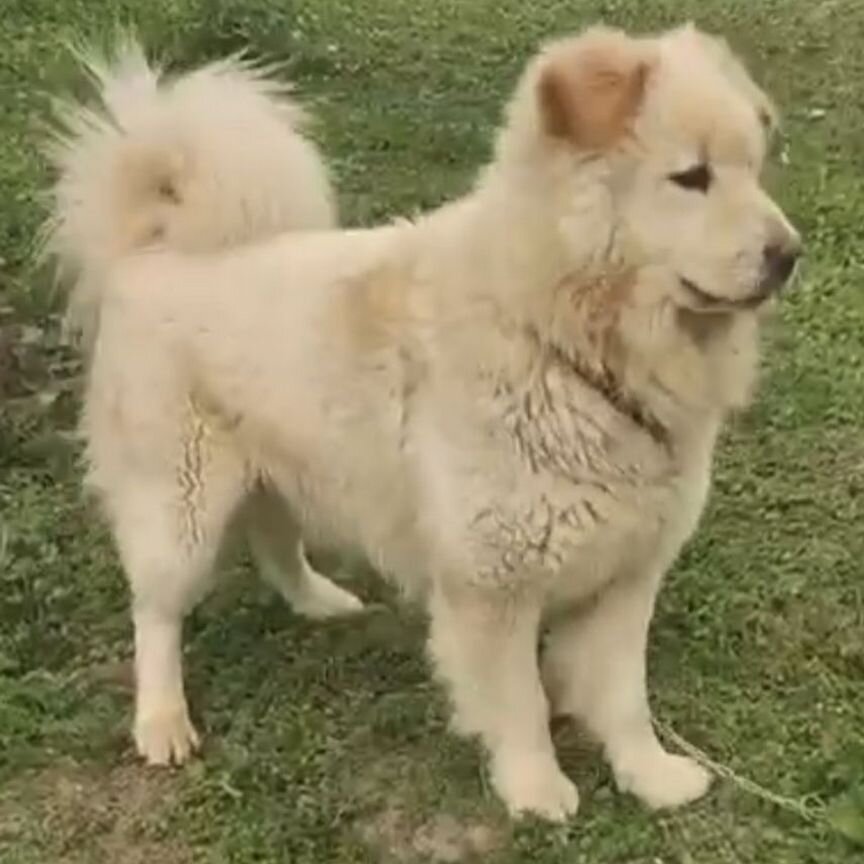 Чау-чау, взрослый пёс