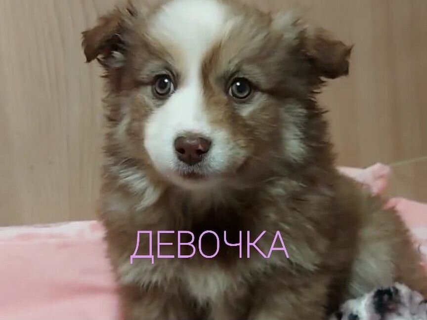 Щенки корги метисы