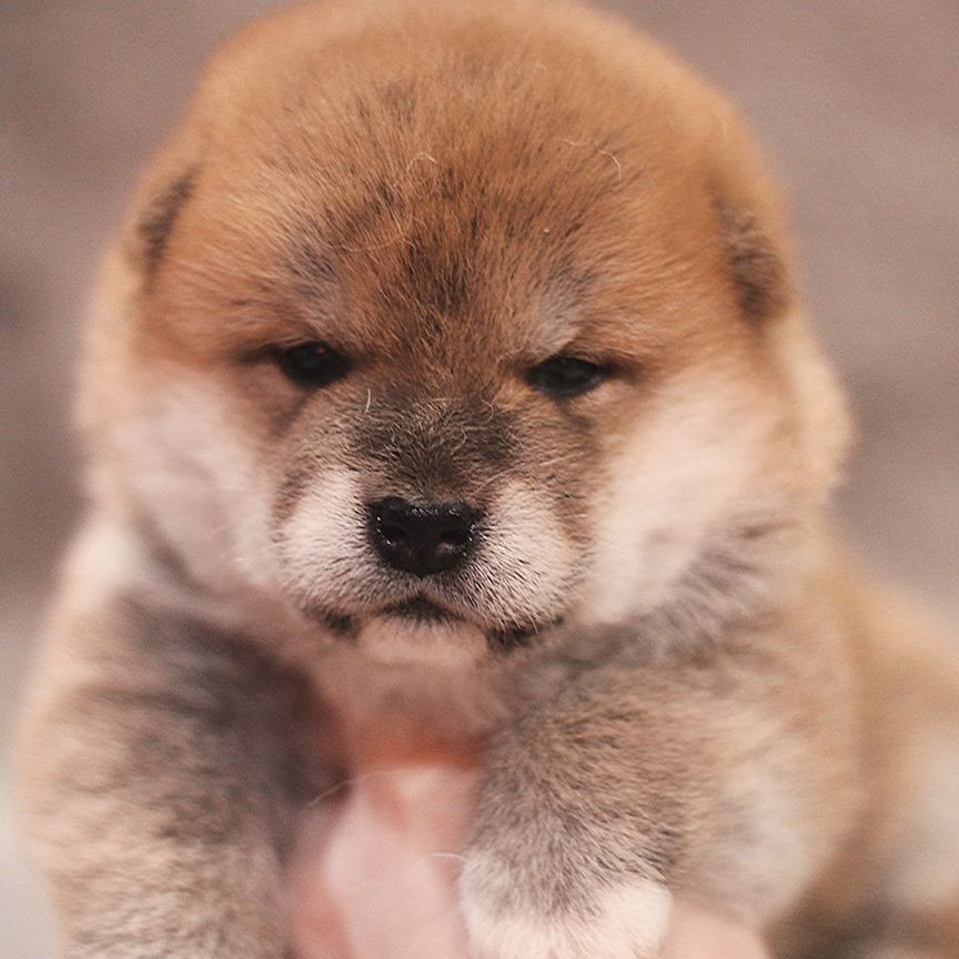 Щенки сиба малчьики и девочки