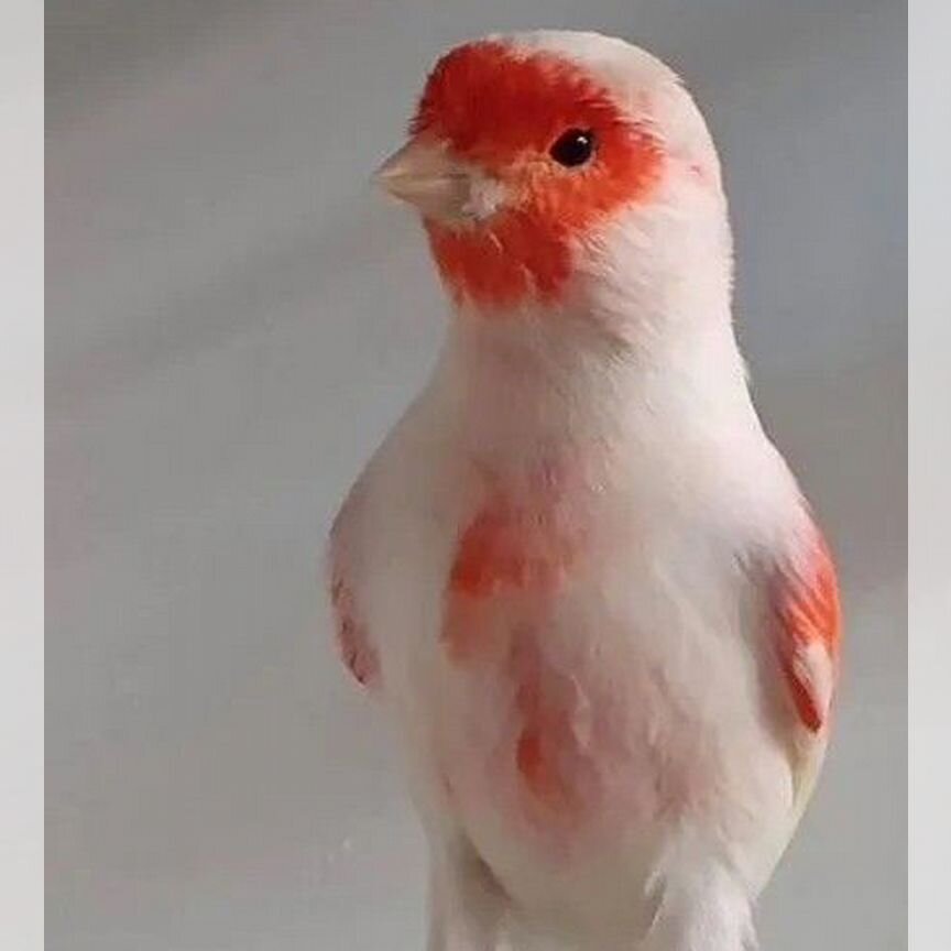 Породистые птицы: канарейки, мозаики