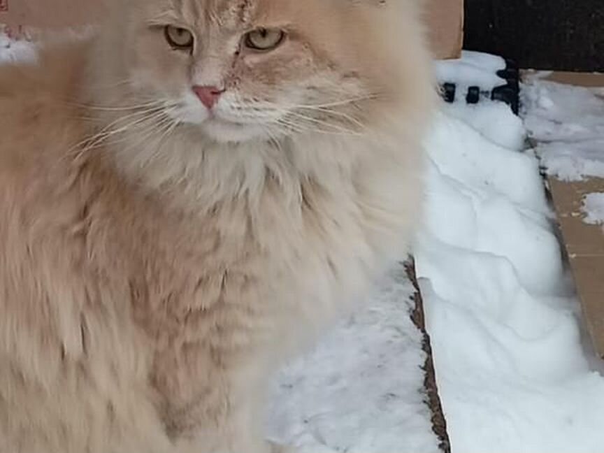 Кот в дар бесплатно