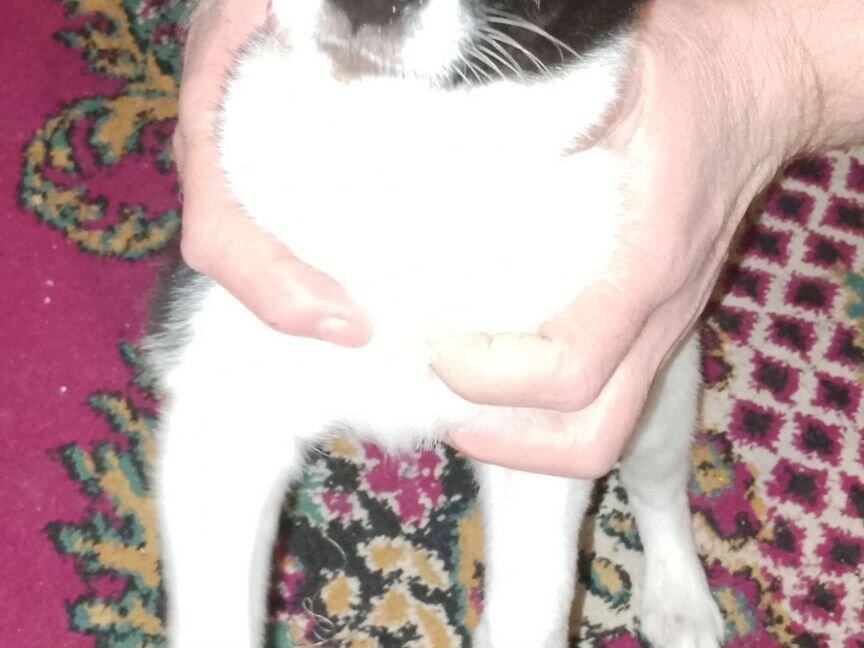 Собака в добрые руки отдам бесплатно