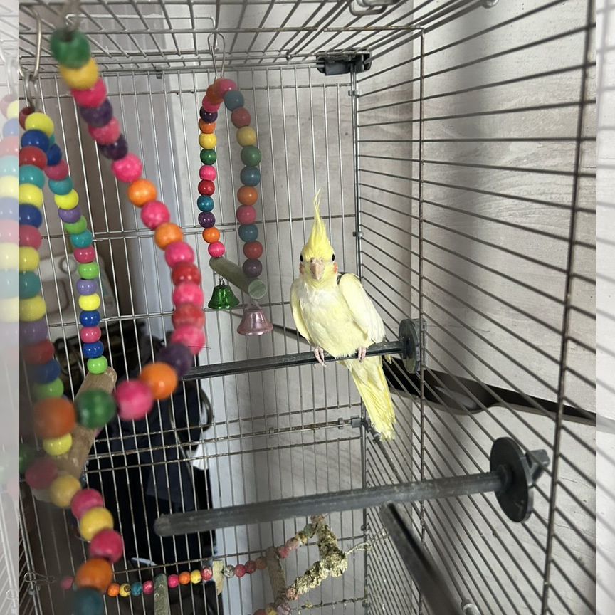 Попугай корелла с клеткой