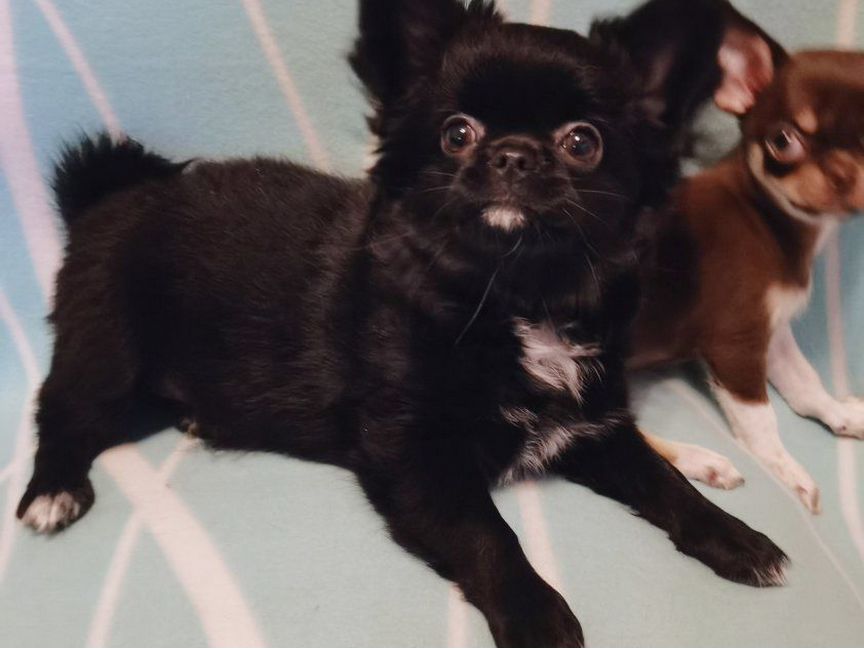 Щенки чихуахуа большой выбор окрасов