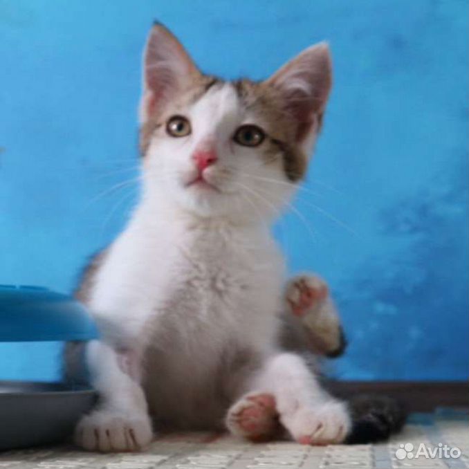 Ласковый котенок по имени Бублик