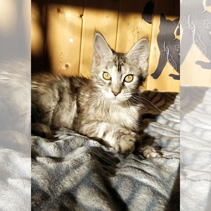 Мейн-кун котёнок