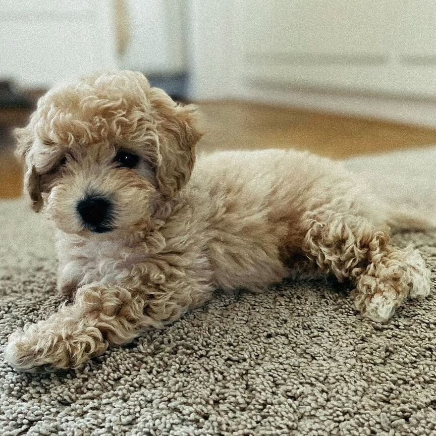 Мальтипу, щенок