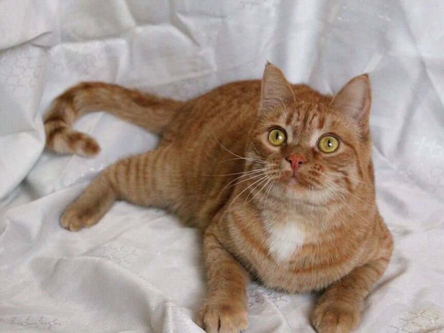 Кошка, друг всех собак в добрые руки