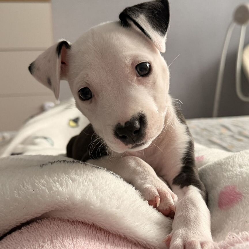 Американский стаффордширский терьер, щенок