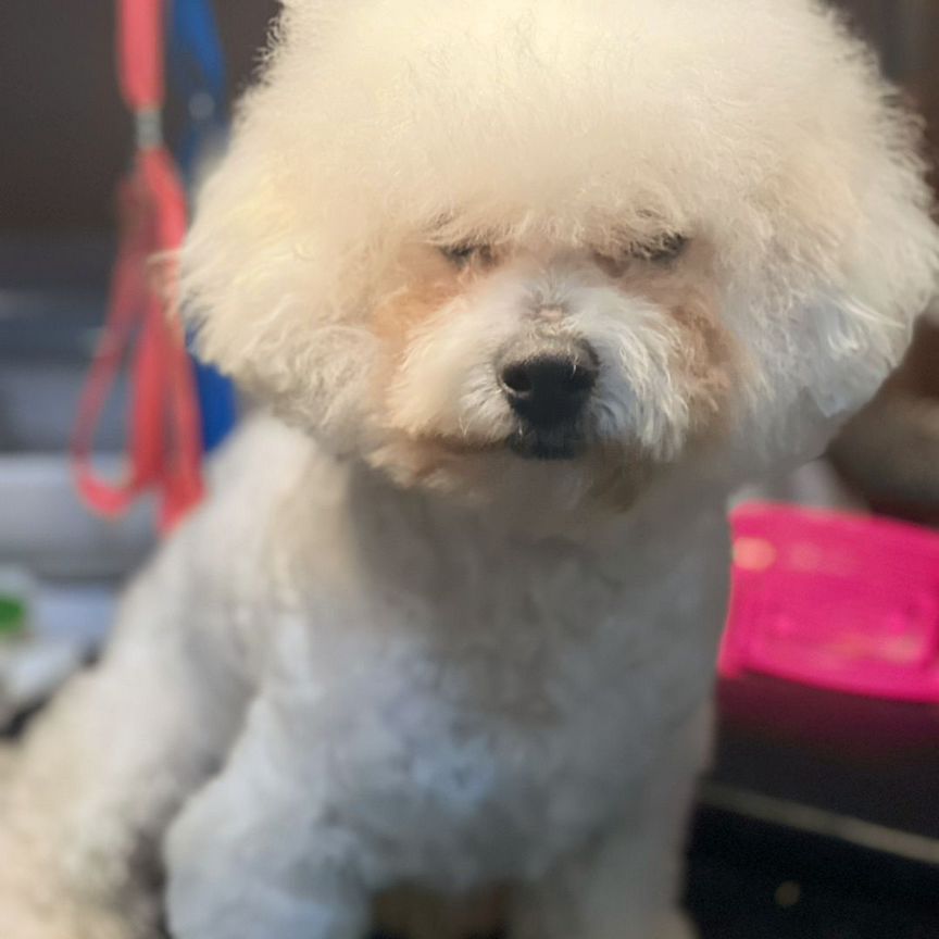 Щенки бишон фризе 7м