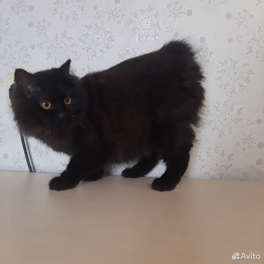 Молодая кошка курильского бобтейла с документами