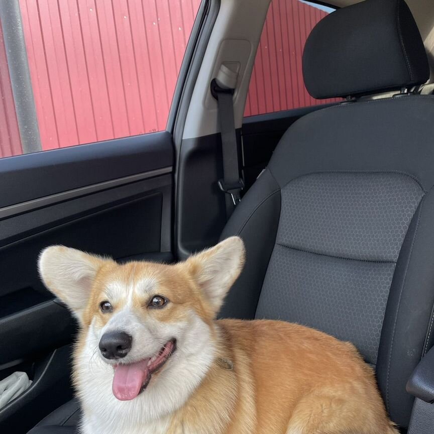 Вязка вельш корги пемброк