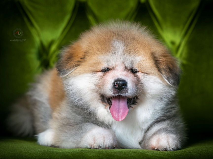 Щенки акита