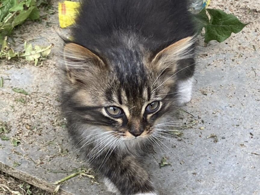 Котята в добрые руки