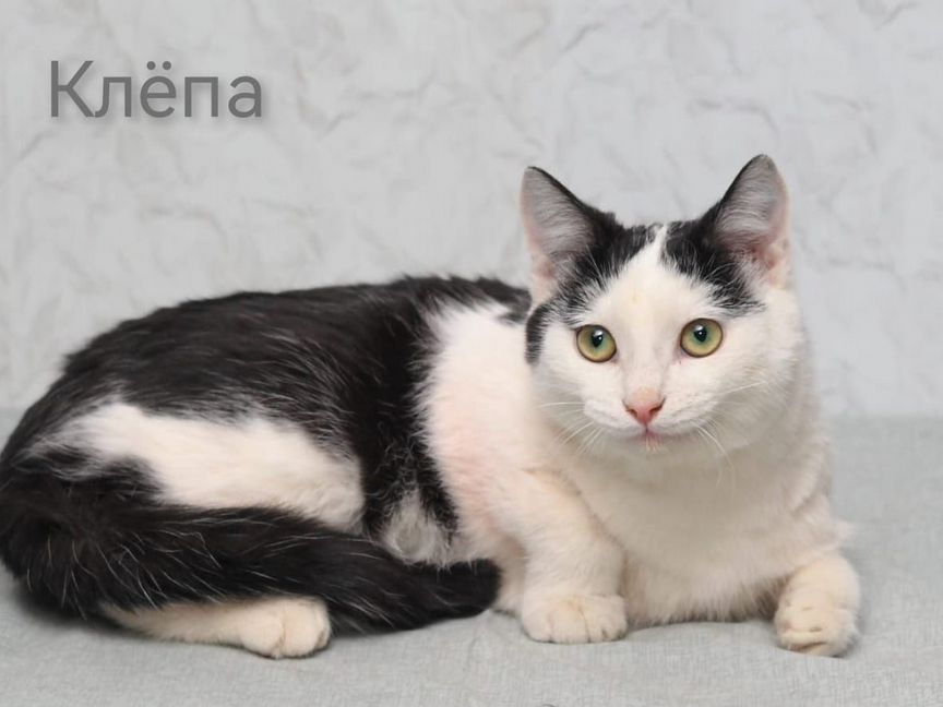 Очень хороший котик