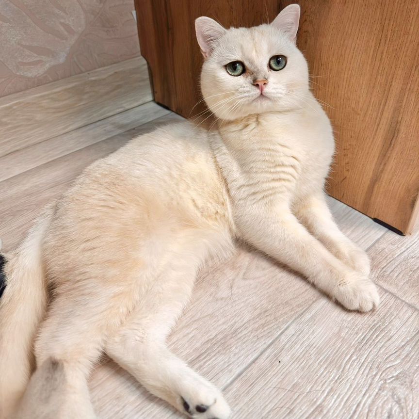 Британский кот вязка