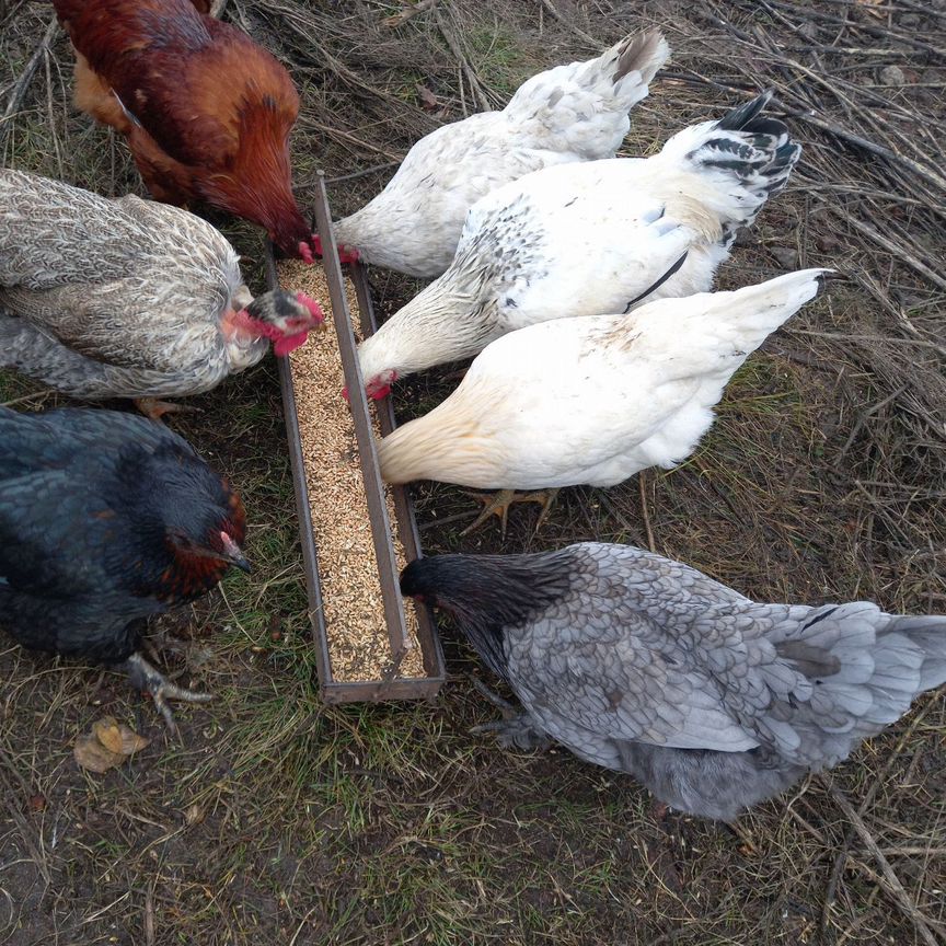 Куры молодки несушки домашние