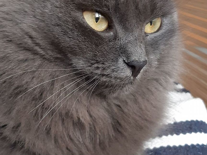 Кошечка ищет свою семью