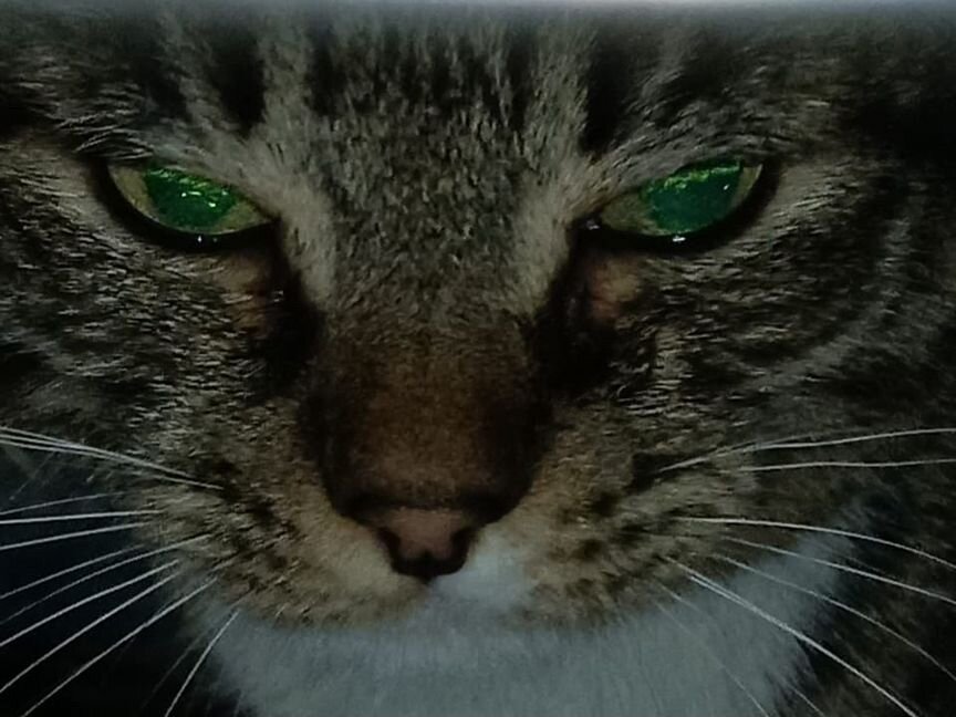 Кошечка плачет