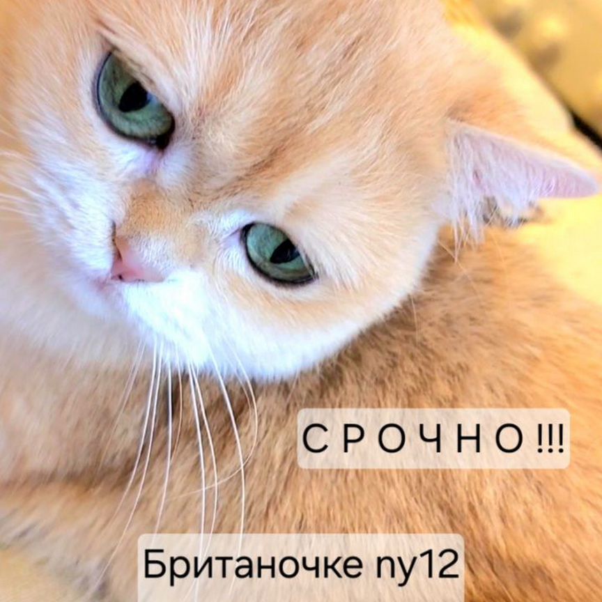 Нужен для вязки британский кот