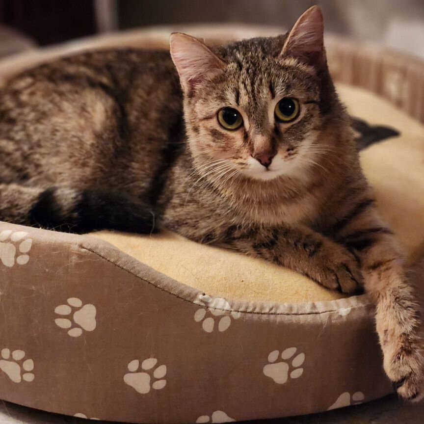 Прекрасная маленькая кошечка ждет семью